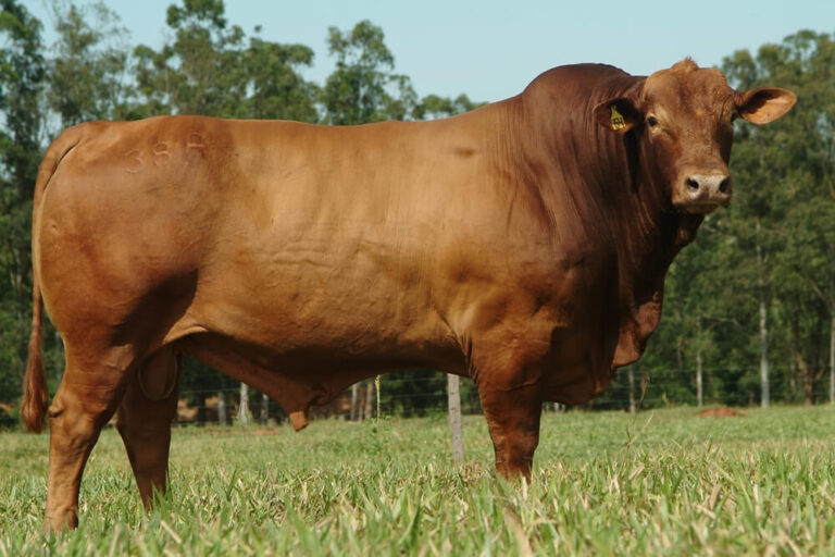The Best Cattle for Fattening: Key Factors to Consider When Selecting ...