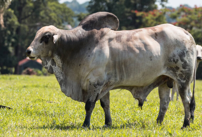 The Best Cattle for Fattening: Key Factors to Consider When Selecting ...